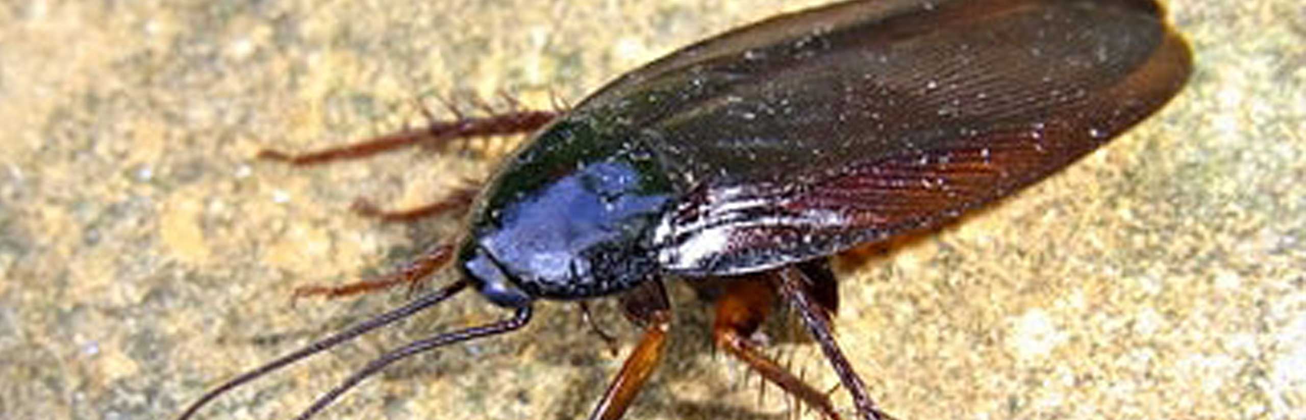 What Are the Health Risks of a Cockroach Infestation | Wake Pest