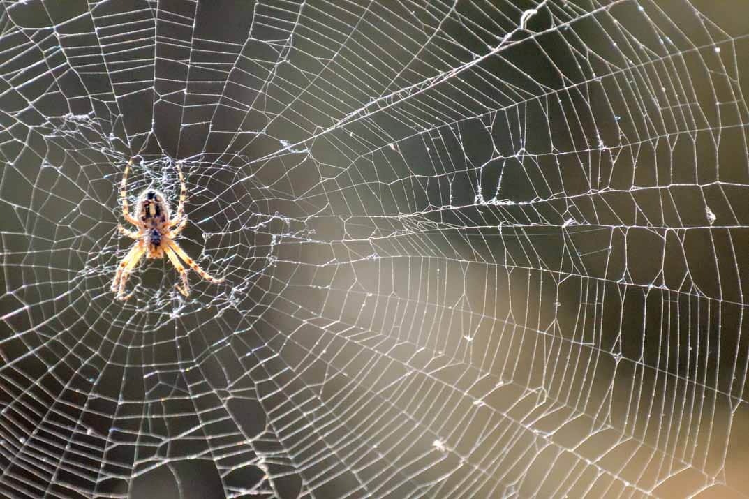DIY Spider Prevention: Simple Home Maintenance Tips | Wake Pest