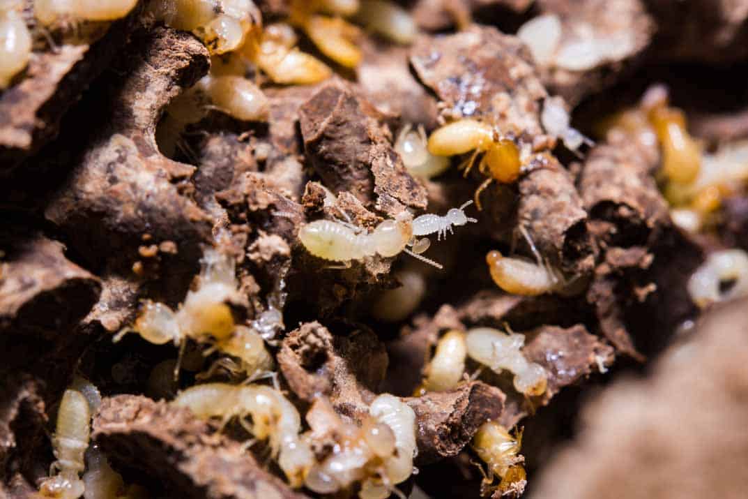 How Climate Affects Termite Activity and Infestation Risks | Wake Pest