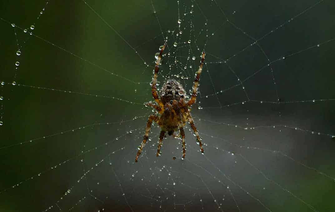 Spider Bites: First Aid, Prevention, and When to Seek Medical Help ...