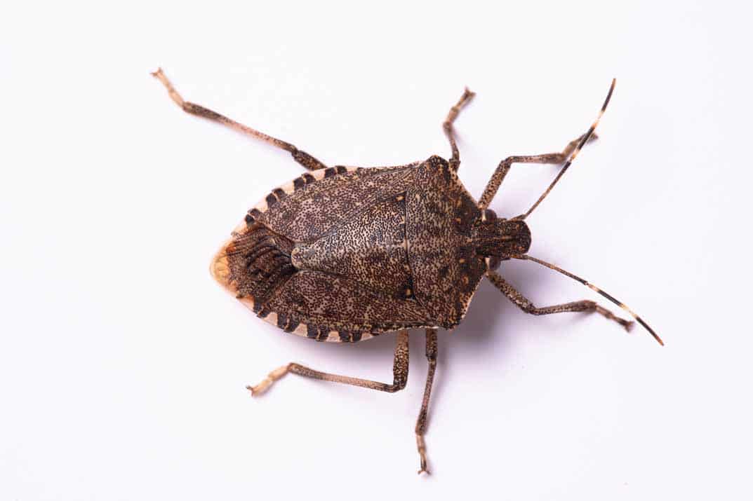 Stink Bugs in the Triangle: Tracking Regional Spread and Impact | Wake Pest