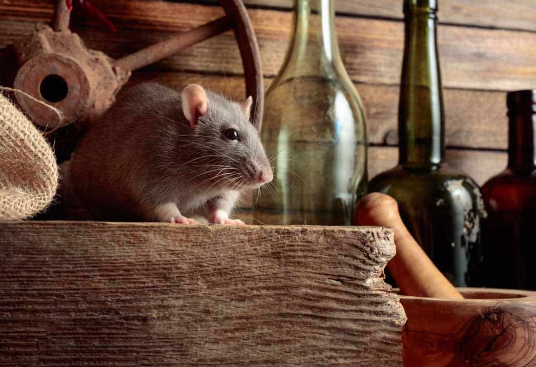 Top 5 Early Warning Signs of a Rodent Infestation | Wake Pest