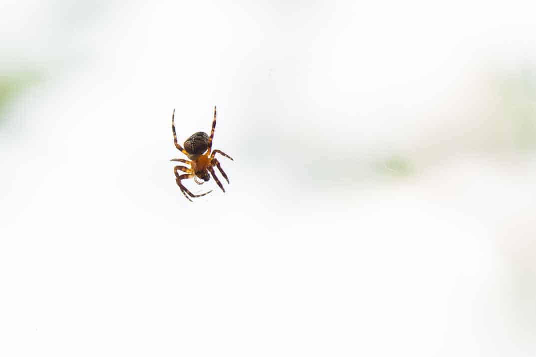 Top 5 Myths About Spiders and Why They’re Not Always Scary | Wake Pest