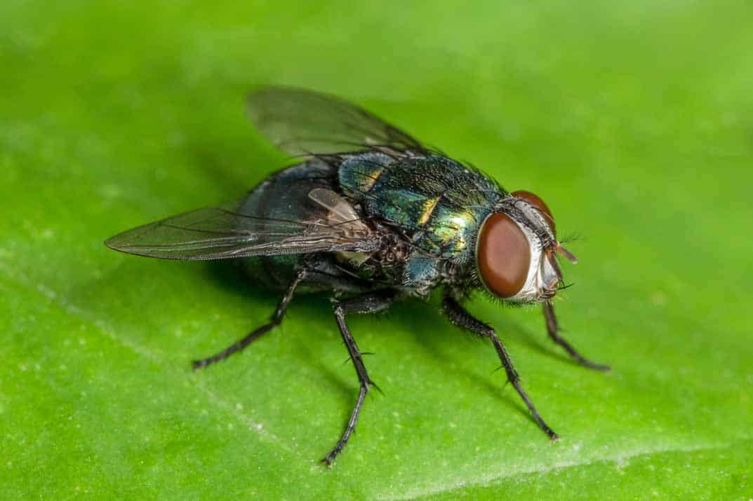 Top House Fly Species in North Carolina and How to Identify Them | Wake ...