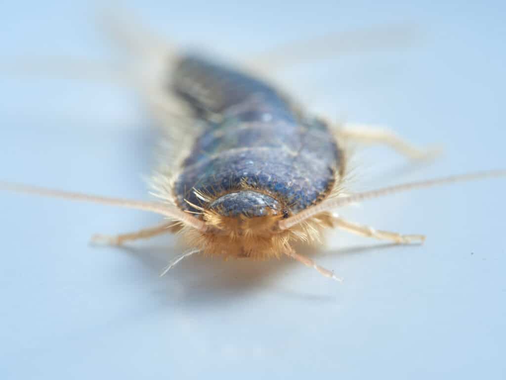 Silverfish Survival: Why Winter Brings These Ancient Pests Into Raleigh ...